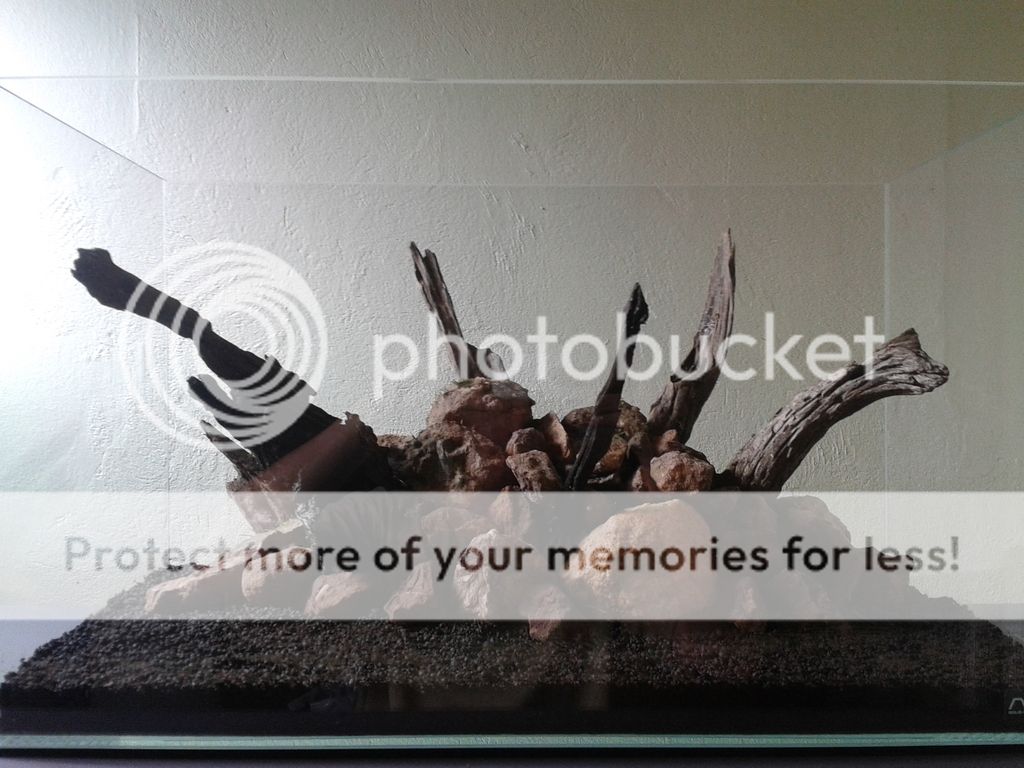 Nugget's 4ft + ADA 60P | The Planted Tank Forum