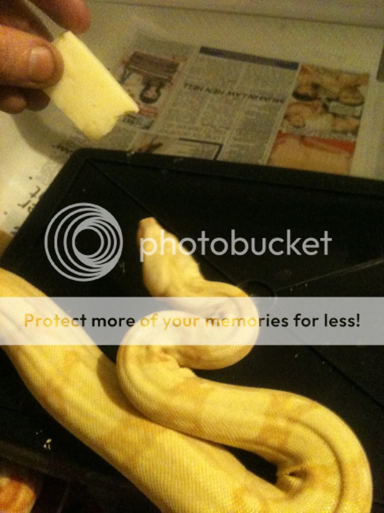 Weaning a snake on to cheese | Page 4 | Reptile Forums