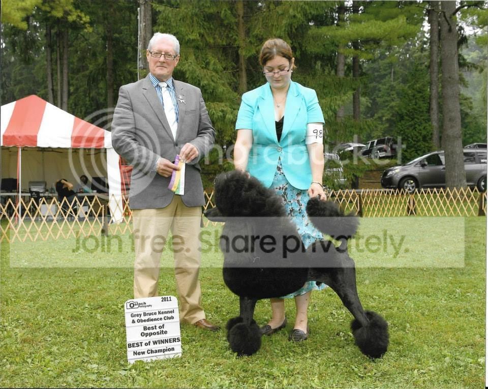 Pictures of undocked poodle tails | Poodle Forum