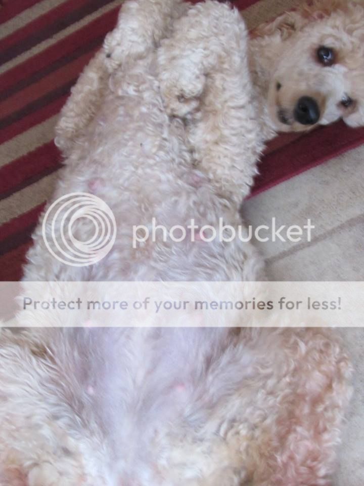 Somebody is getting REALLY fat!! | Poodle Forum